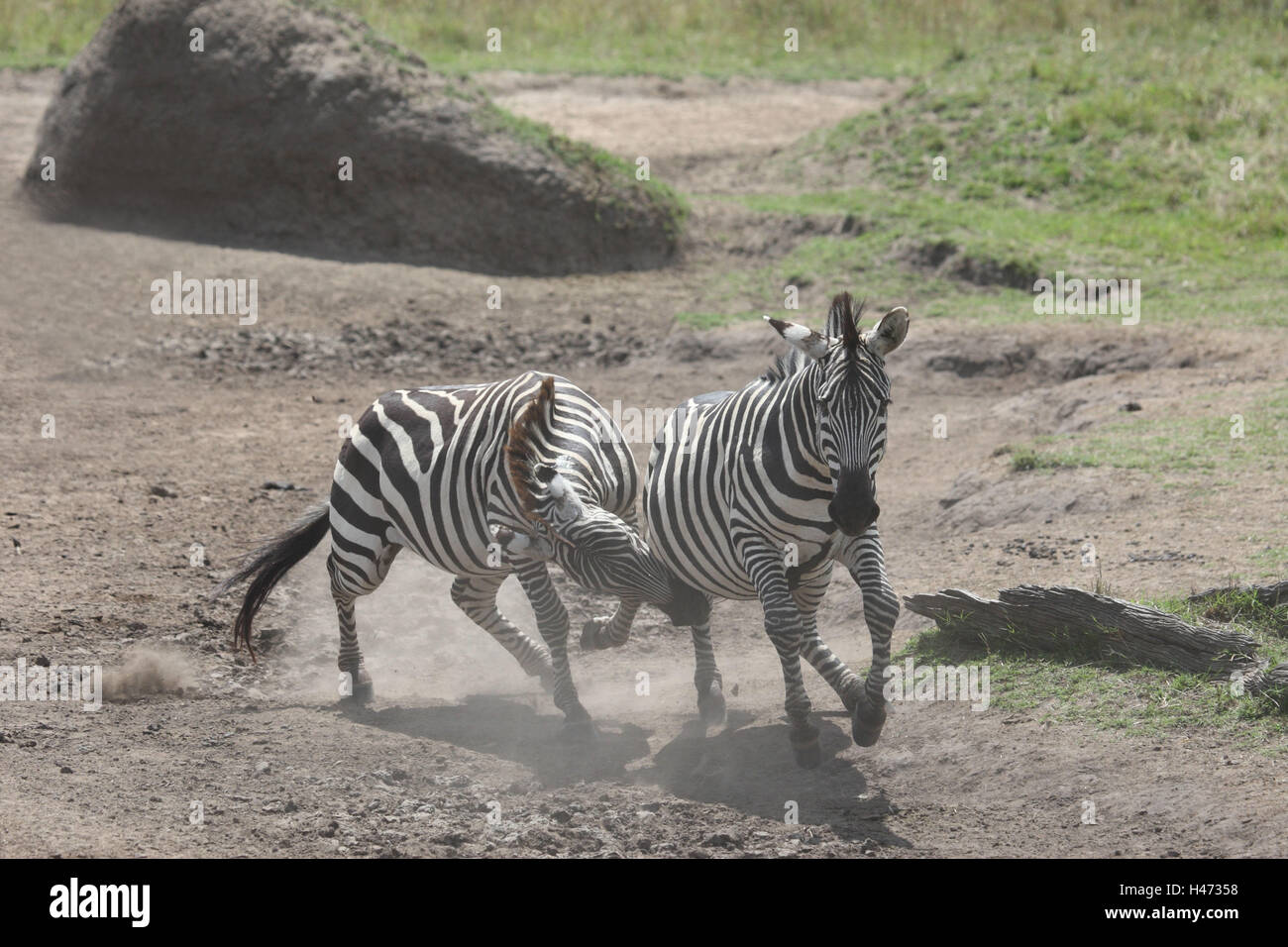Animals argue hi-res stock photography and images - Alamy
