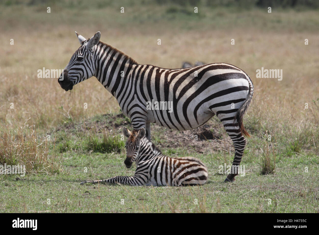 Steppe zebra with young animal Stock Photo - Alamy