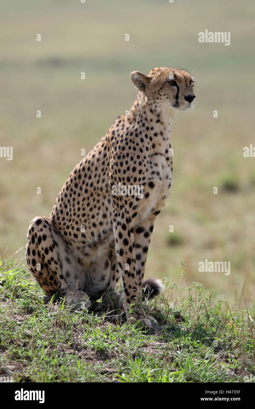 Cheetah sits in the savanna Stock Photo - Alamy