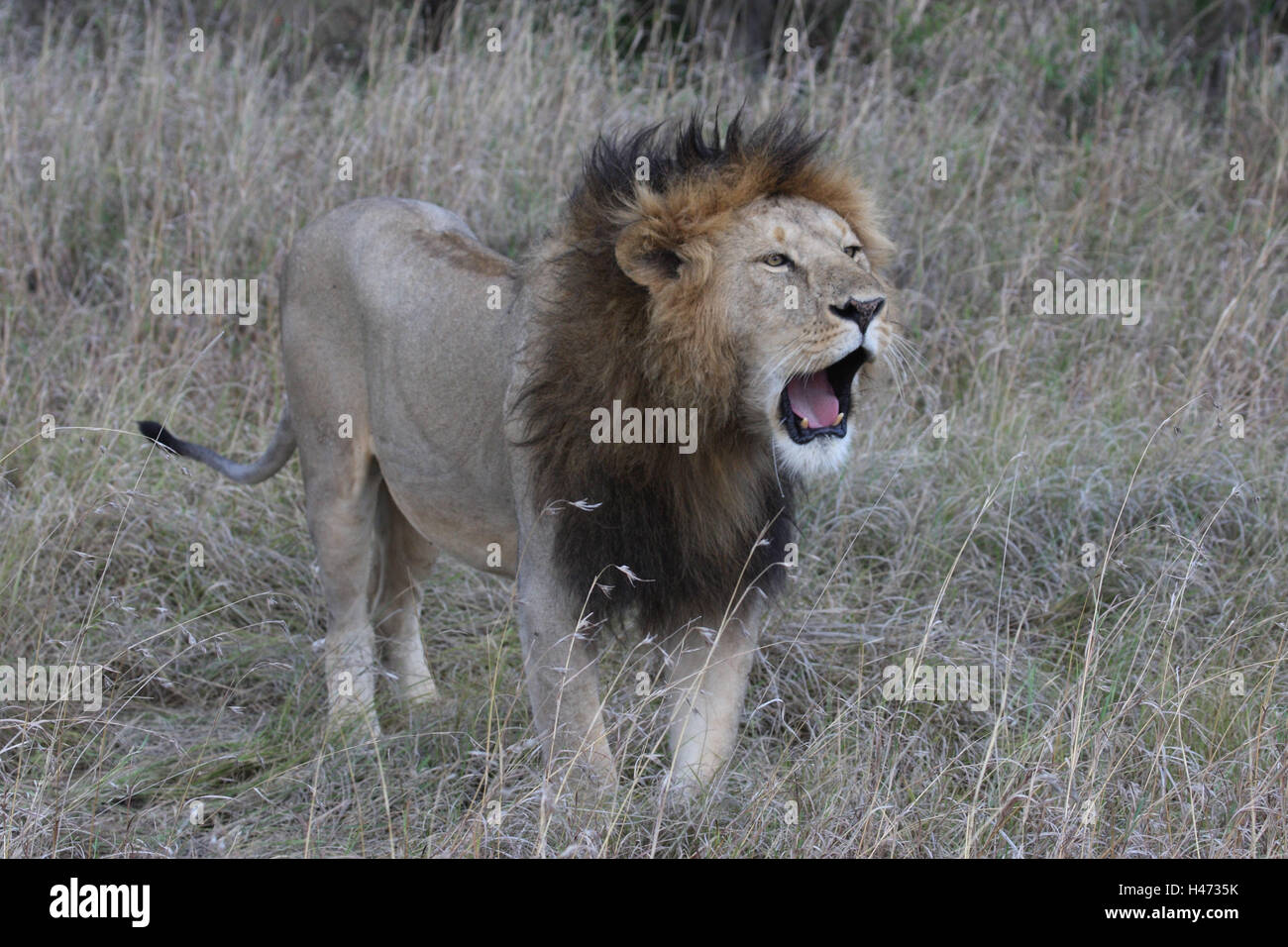 Man lion wild hi-res stock photography and images - Alamy