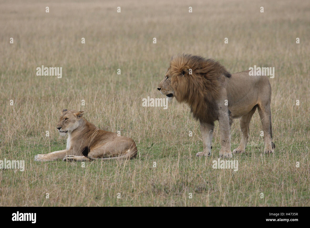 Reproduction of lions hi-res stock photography and images - Alamy