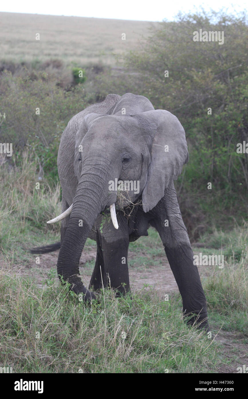 African elephant grass hi-res stock photography and images - Alamy