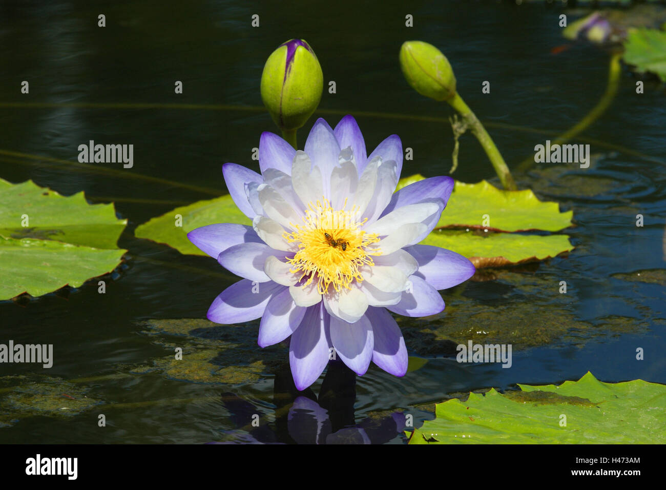Blue water lily Stock Photo - Alamy