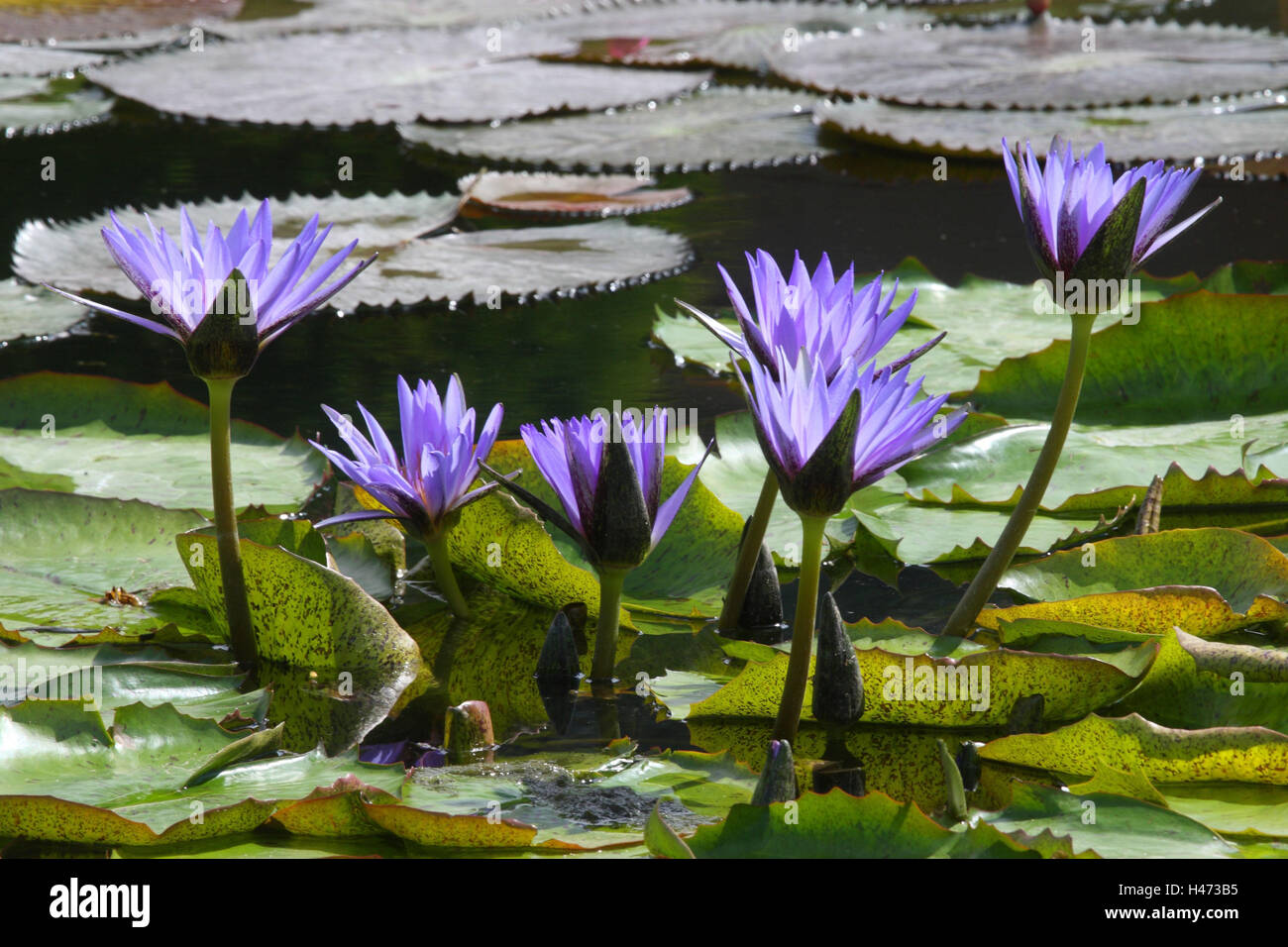 Blue water lily Stock Photo - Alamy