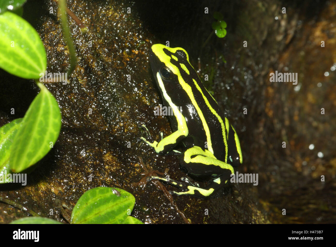 Green gigantic tree pit foreman Stock Photo - Alamy