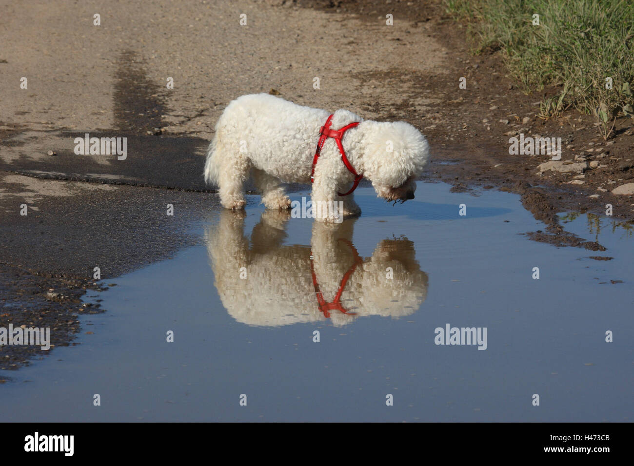 Puddle for animals hi-res stock photography and images - Alamy