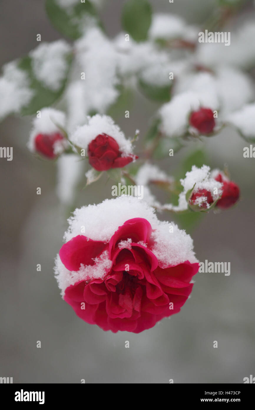 Red rose with snow Stock Photo - Alamy