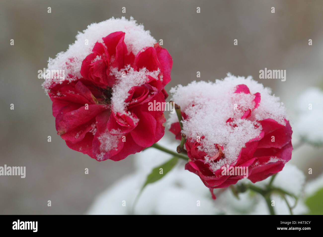 Red rose with snow Stock Photo - Alamy