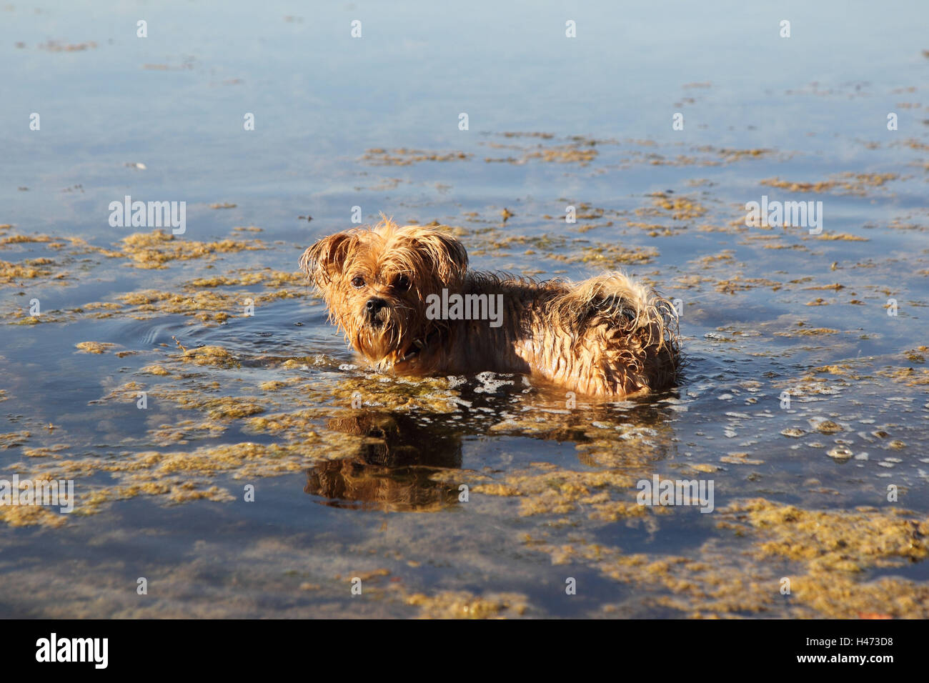Hybrid dog in the water Stock Photo - Alamy