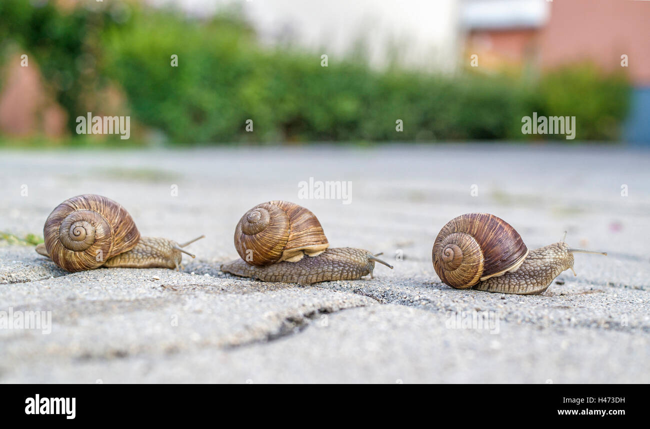 Three snails on the asphalt Stock Photo - Alamy