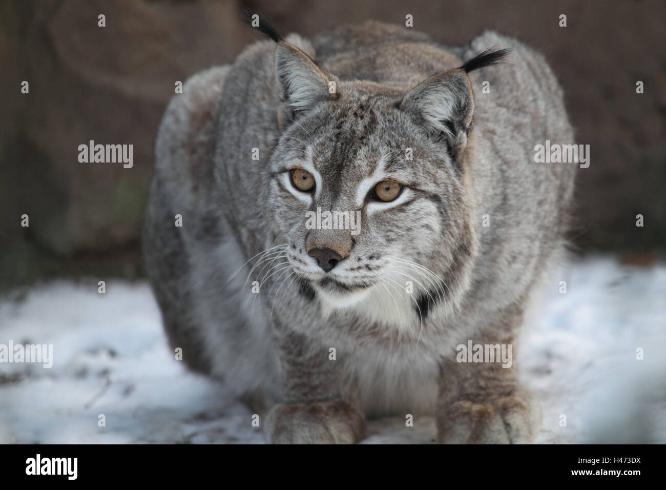 Lynx in winter Stock Photo - Alamy