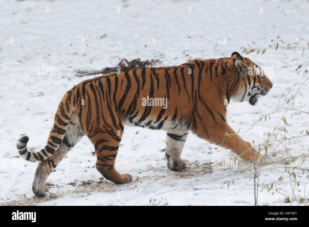 Siberian tiger in winter Stock Photo - Alamy