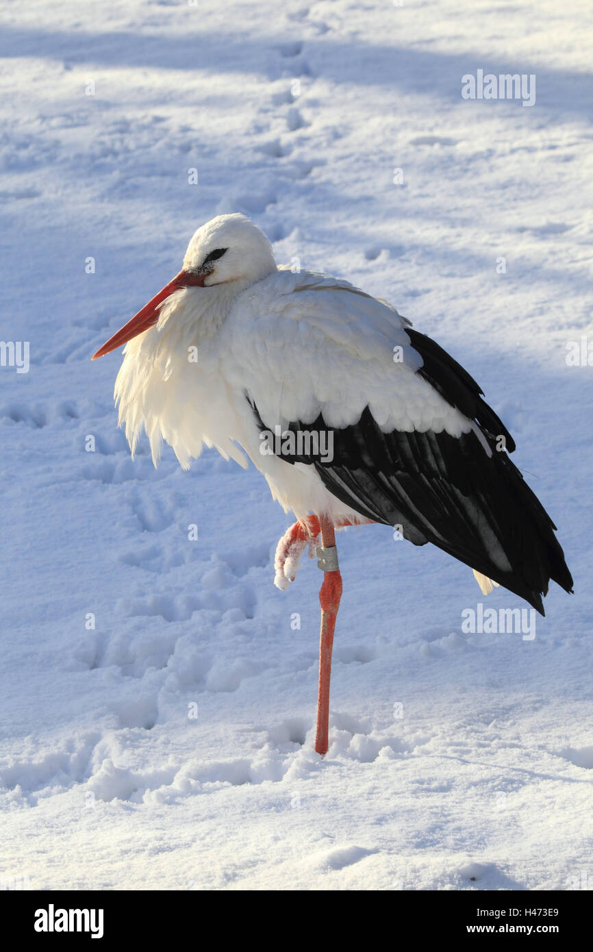 Stork ring hi-res stock photography and images - Alamy