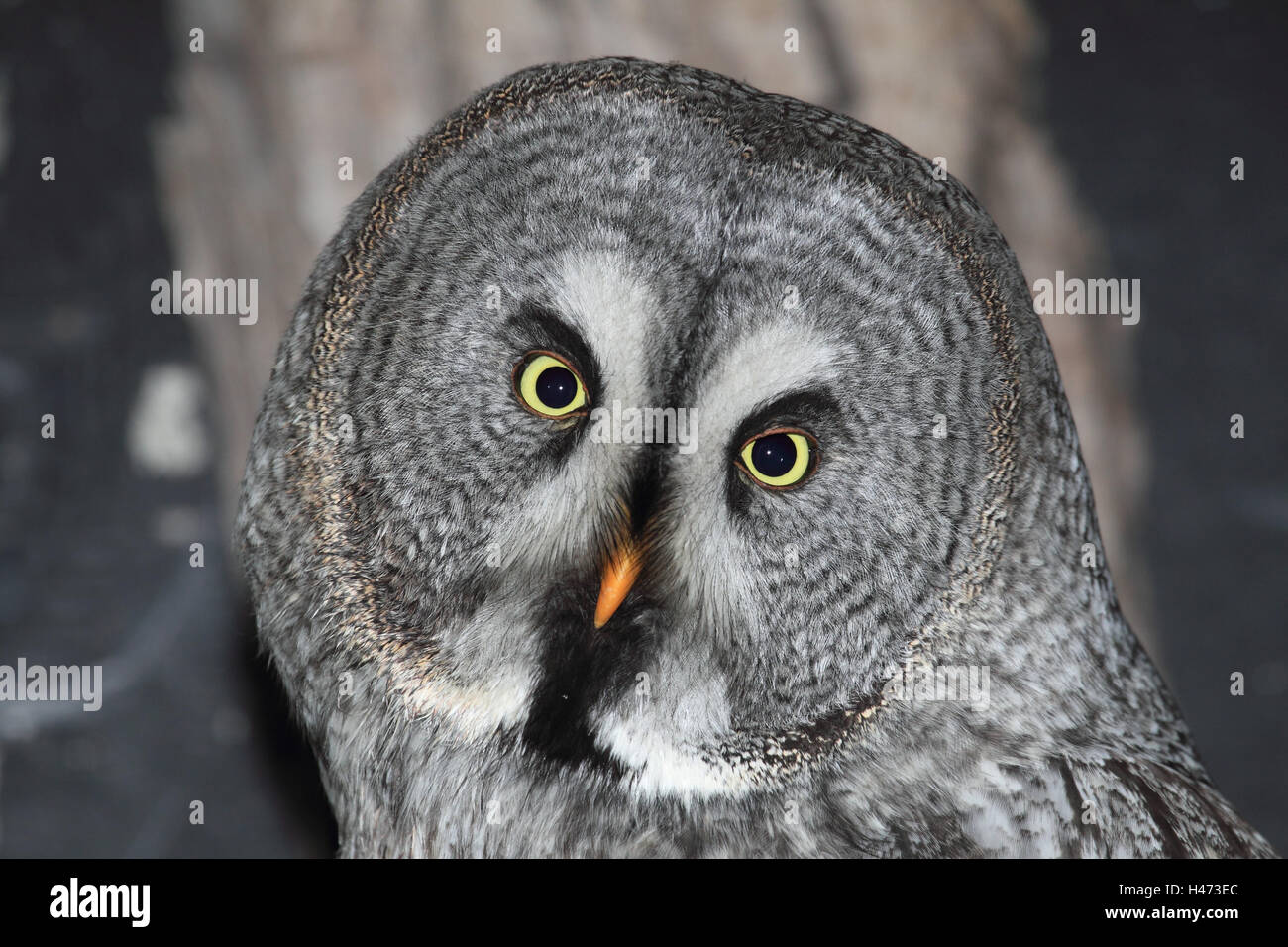 2010 owl animal hi-res stock photography and images - Alamy