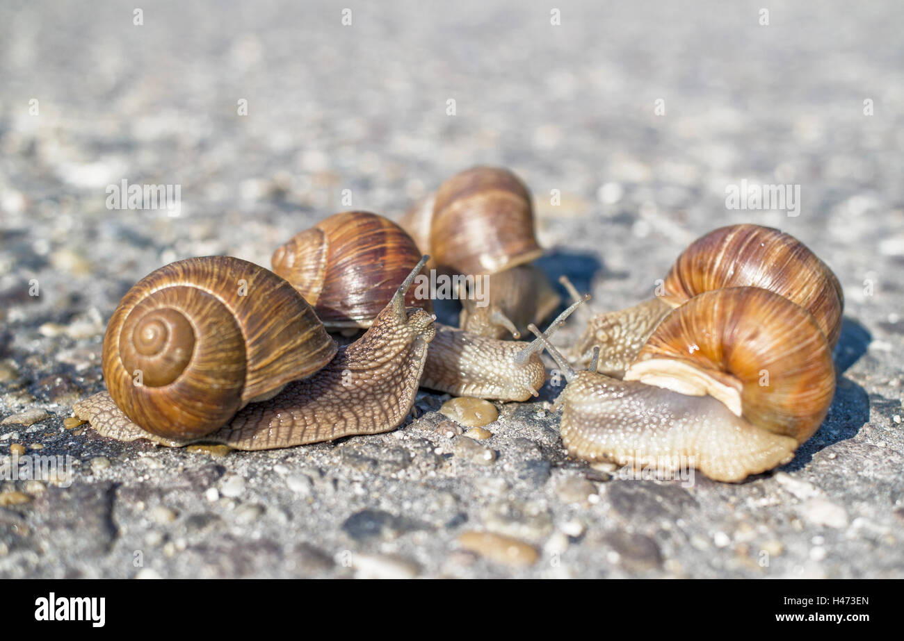 Mass Of Snails High Resolution Stock Photography and Images - Alamy