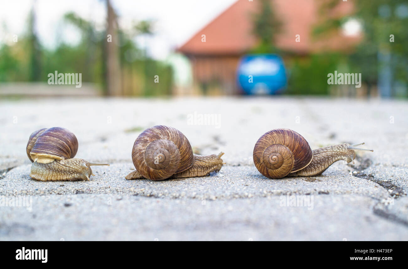 Mass Of Snails High Resolution Stock Photography and Images - Alamy