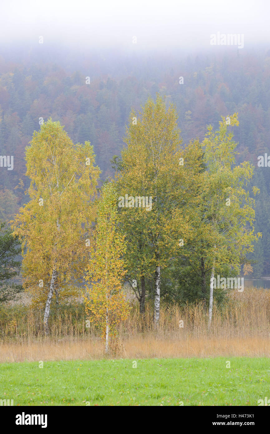 Germany, Bavaria, Allgäu, marsh, birches, autumn, trees, meadow, autumn ...