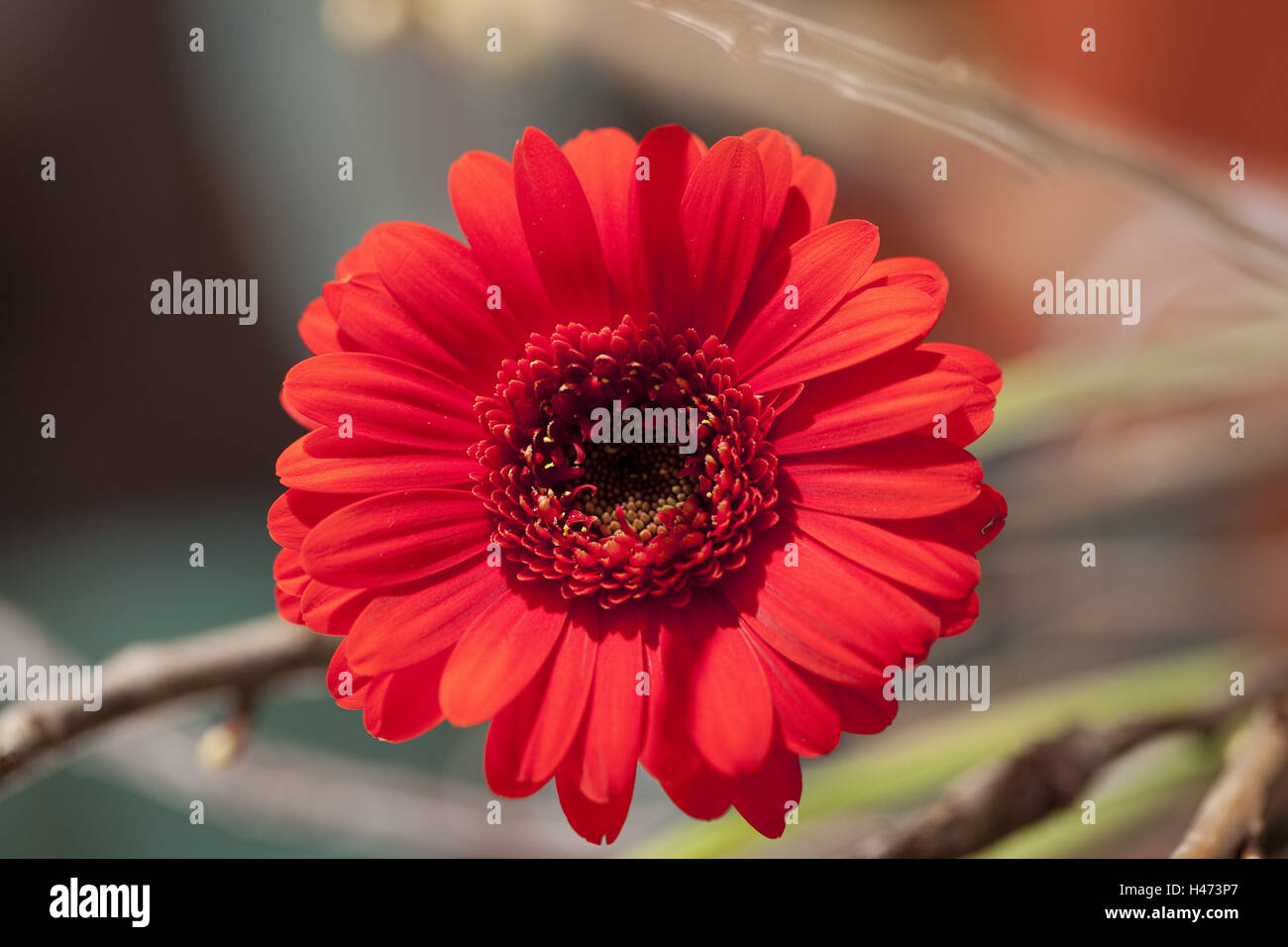 Flower, gerbera, blossom Stock Photo - Alamy