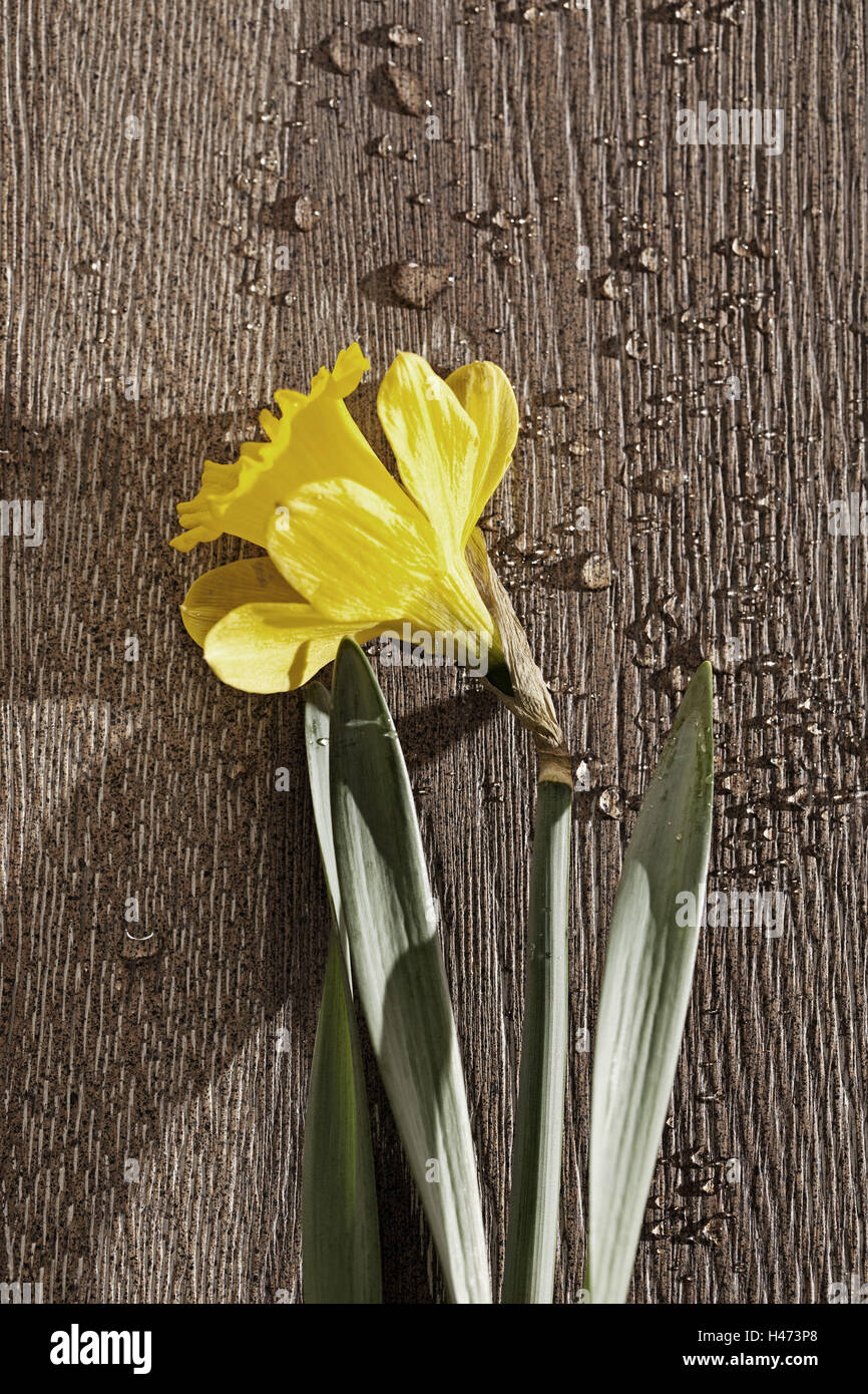 Flower, drop of water, woodwork table Stock Photo - Alamy