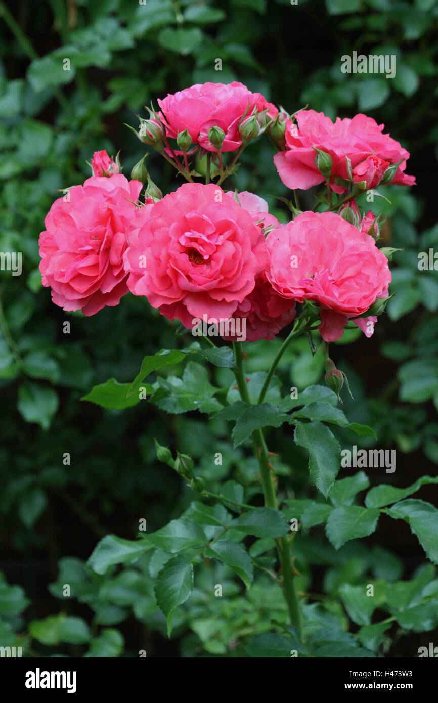 Vertical rose hi-res stock photography and images - Alamy