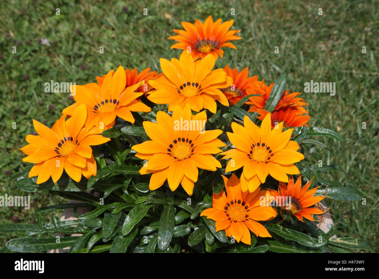Flower format hi-res stock photography and images - Alamy