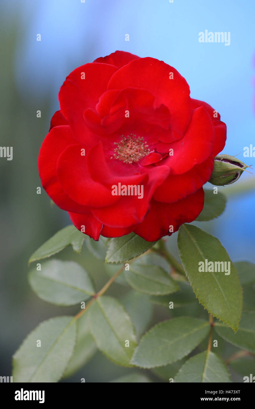 Vertical rose hi-res stock photography and images - Alamy