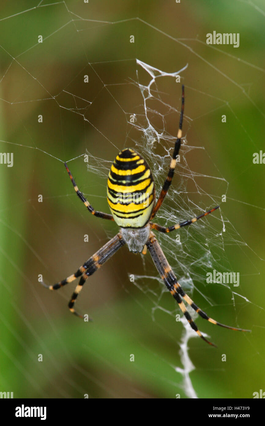 Wasp's pin in the network Stock Photo - Alamy
