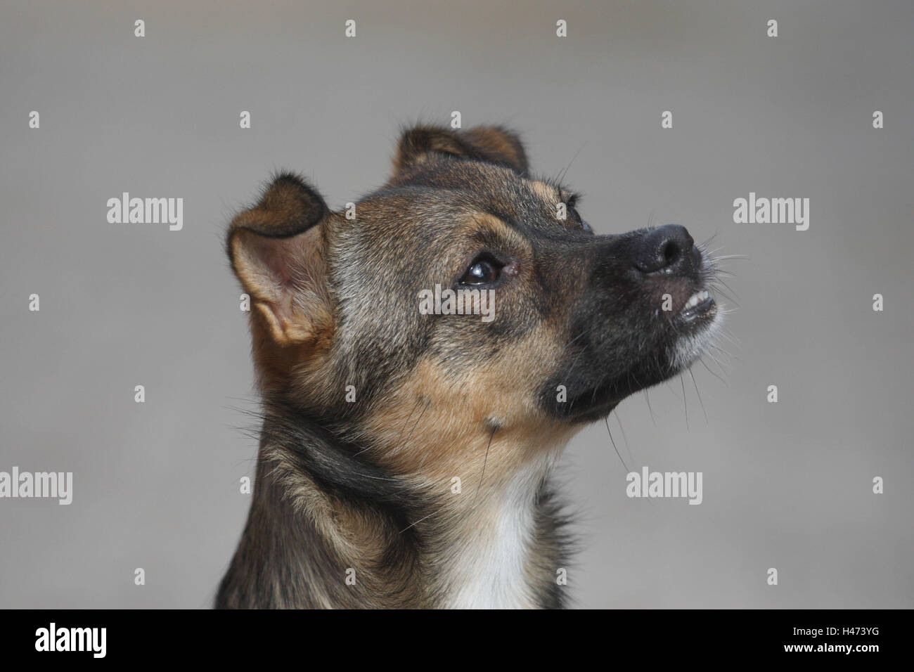 Hybrid animal hi-res stock photography and images - Alamy