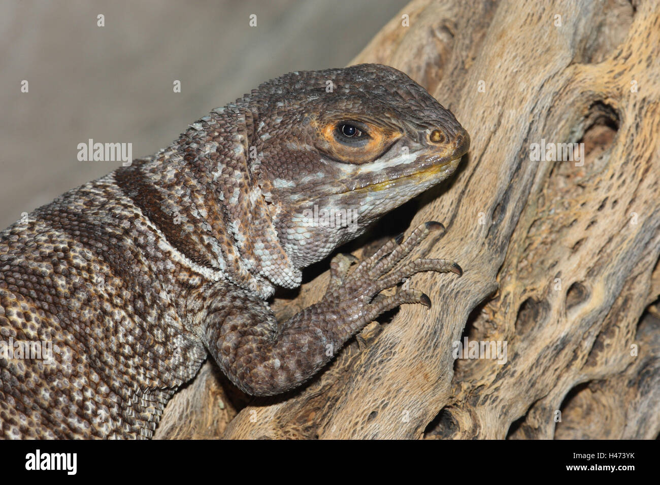 Madagaskar leguan hi-res stock photography and images - Alamy