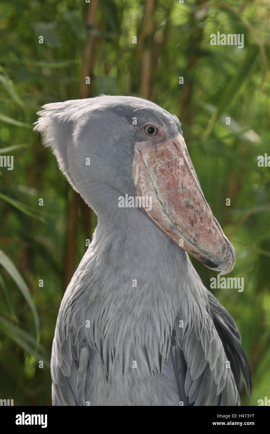 Shoe beak hi-res stock photography and images - Alamy