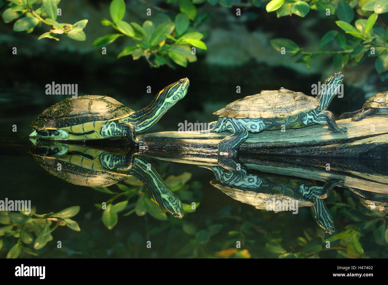 Tortoises hi-res stock photography and images - Alamy