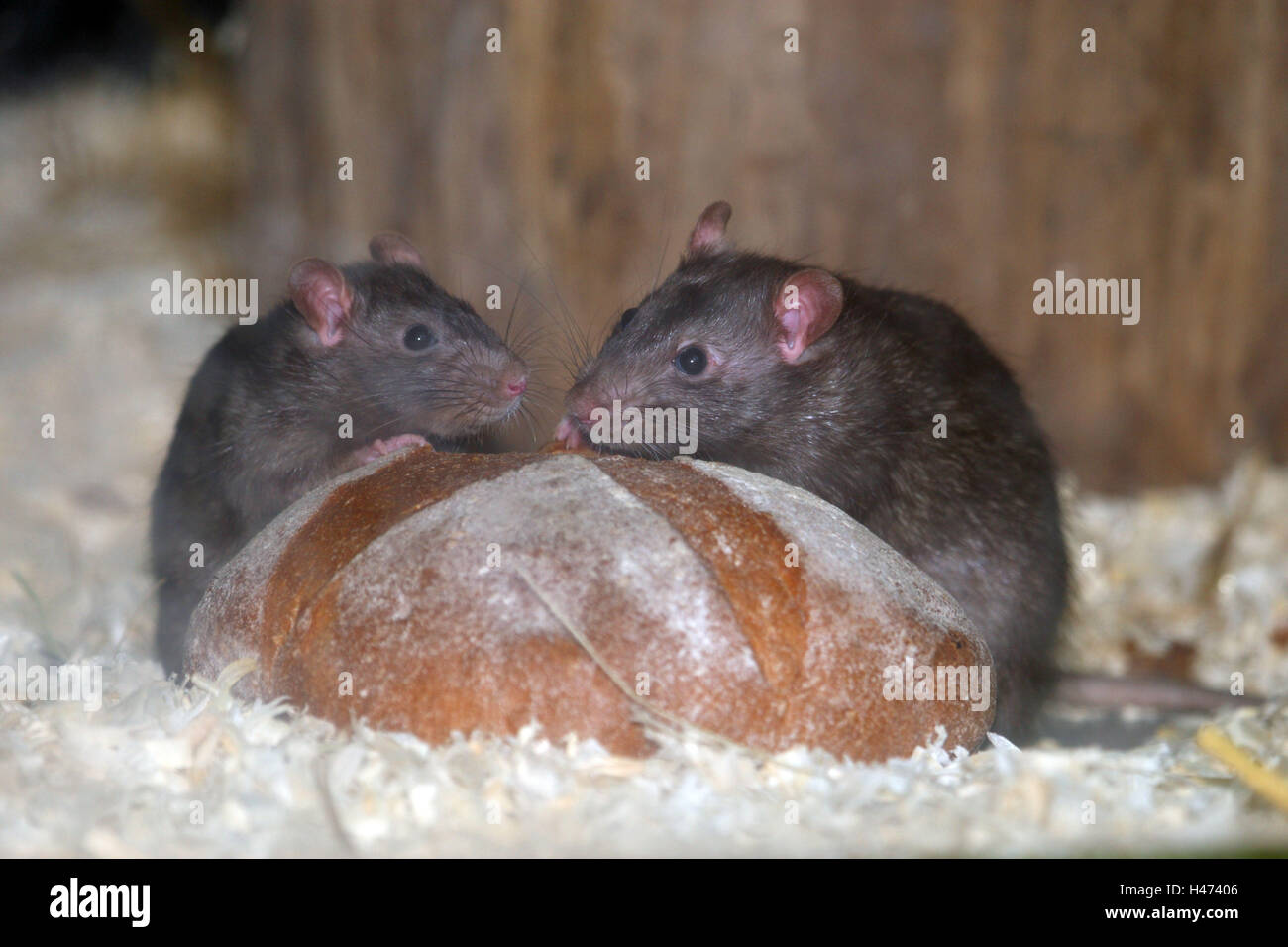 Wild rats hi-res stock photography and images - Alamy