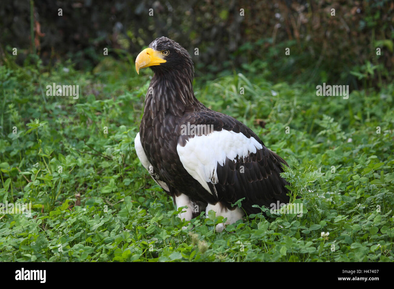 Gigantic lake eagle Stock Photo - Alamy