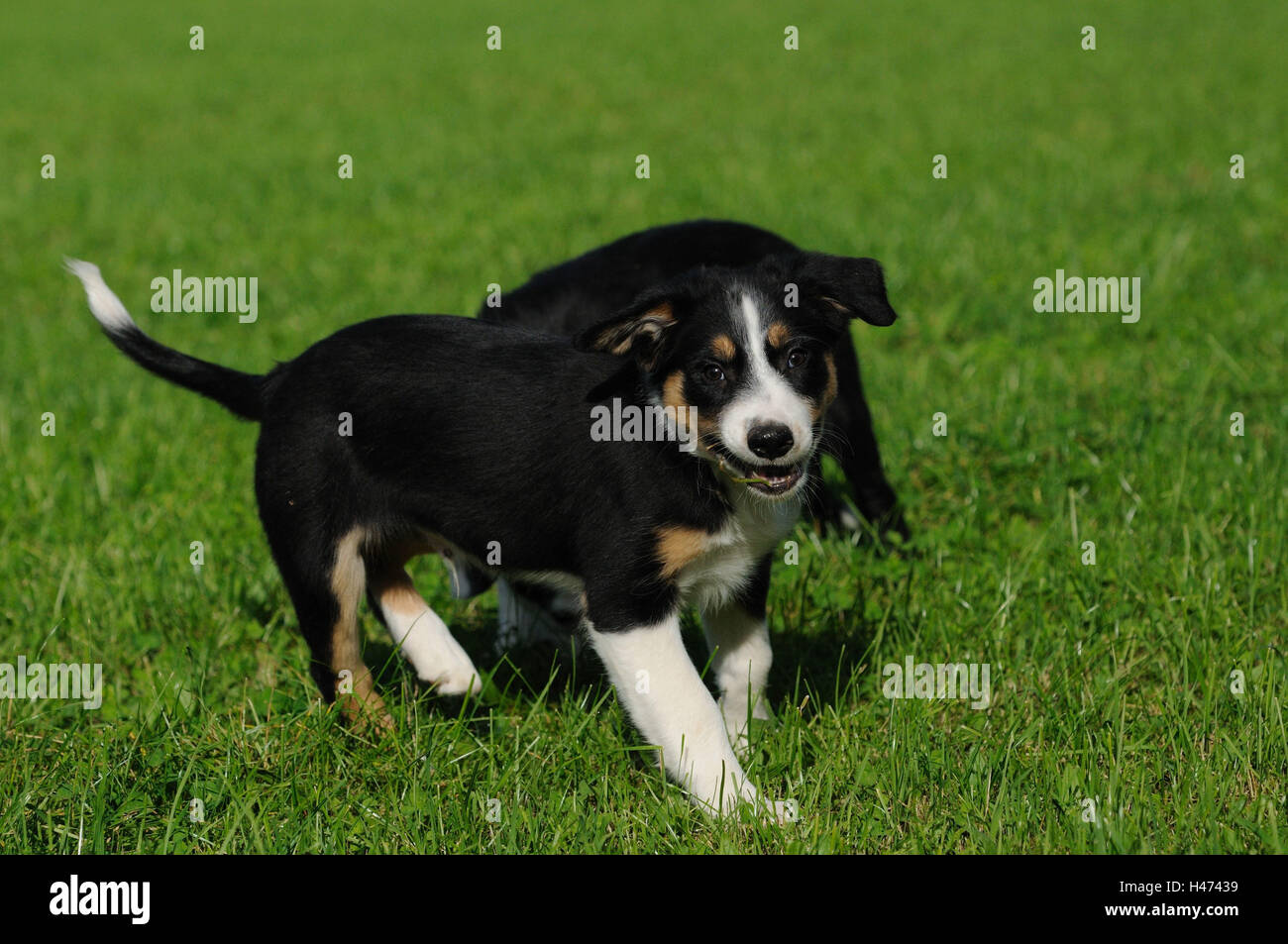 Of Border collie, puppy, stand, side view Stock Photo - Alamy