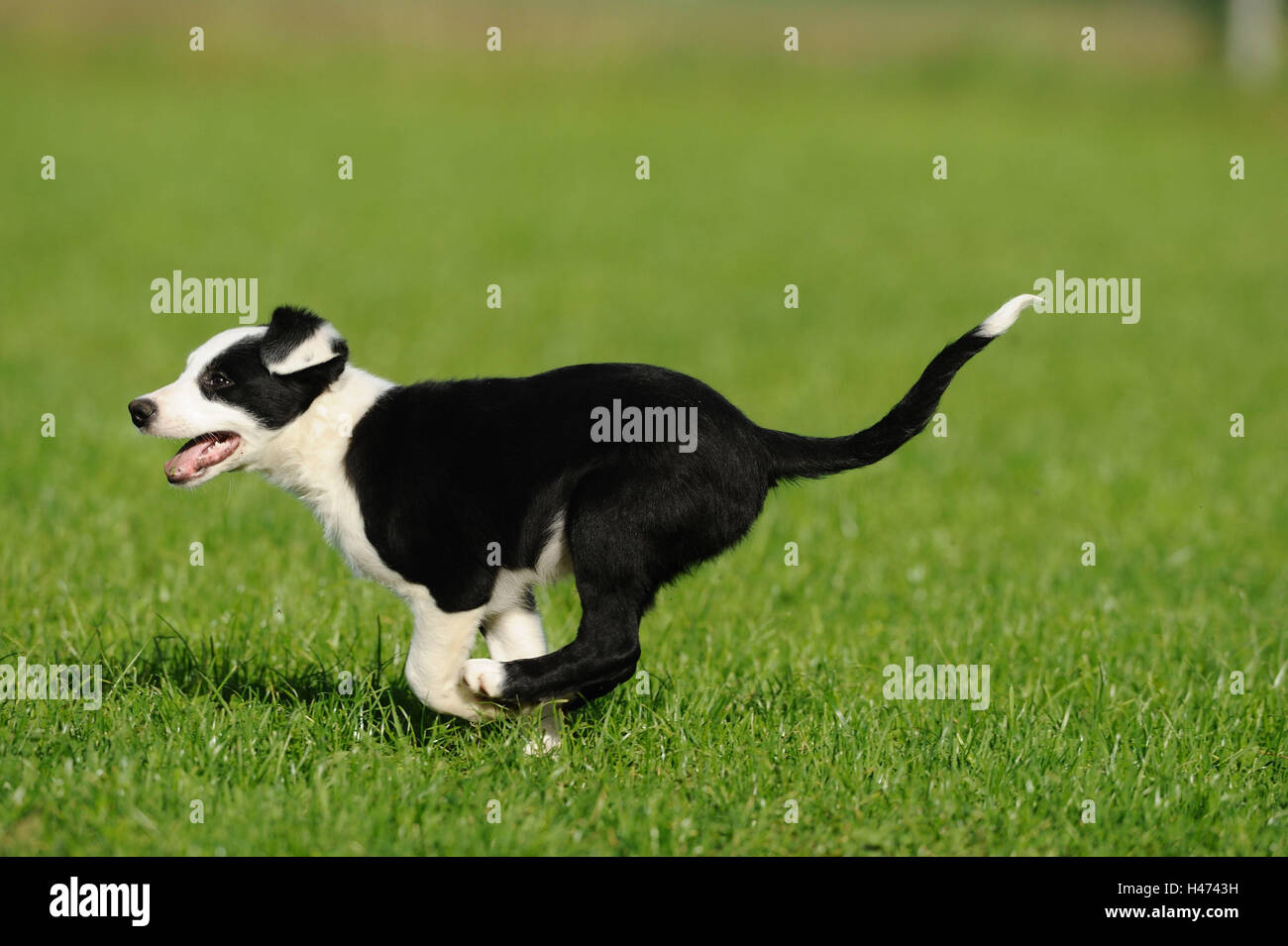 Of Border collie, puppy, run, side view Stock Photo - Alamy