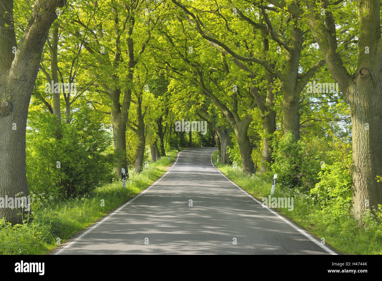 Country road, trees, avenue, spring, Germany, Mecklenburg-West ...