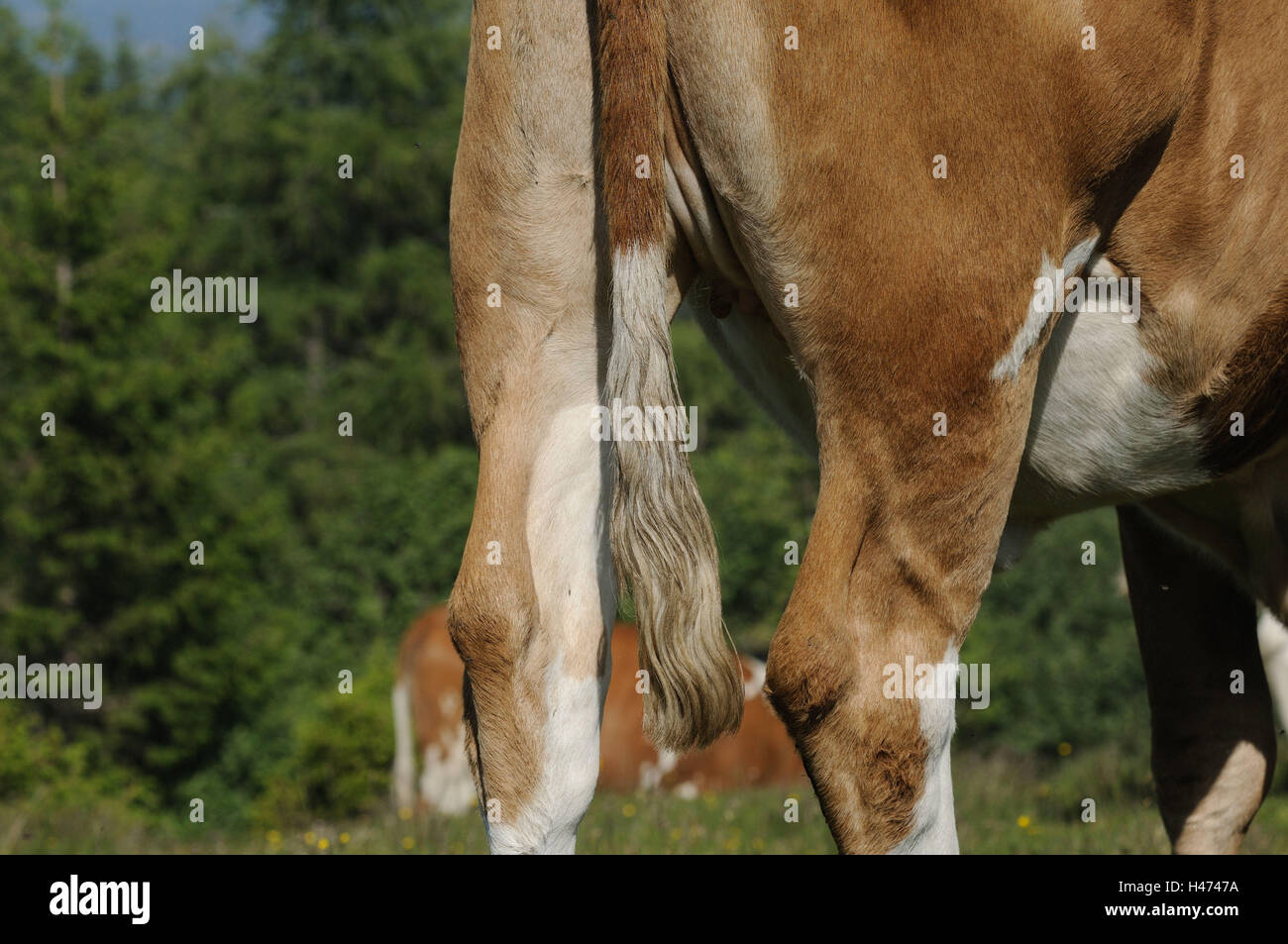 Agriculture cattle tail hi-res stock photography and images - Alamy