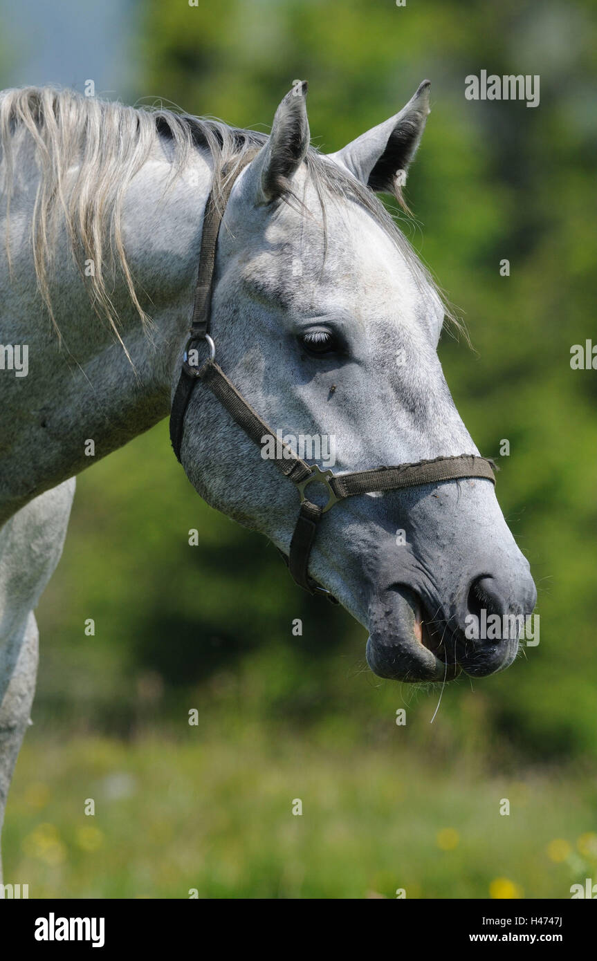 Domestic hores, Equus ferus caballus, portrait, side view, eat, flower ...