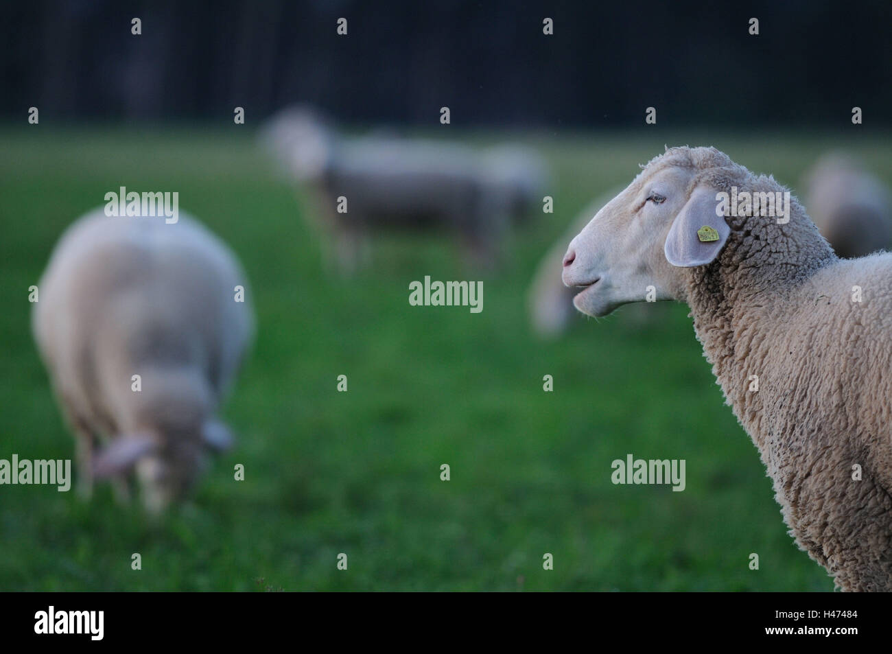 Domestic sheep, Ovis orientalis aries, flock of sheep, side view, stand ...