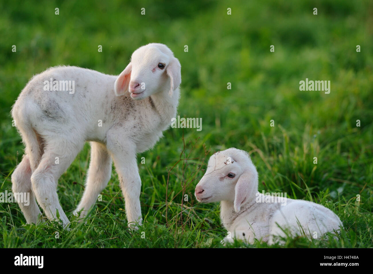 Domestic sheep, Ovis orientalis aries, lambs, side view, stand Stock ...