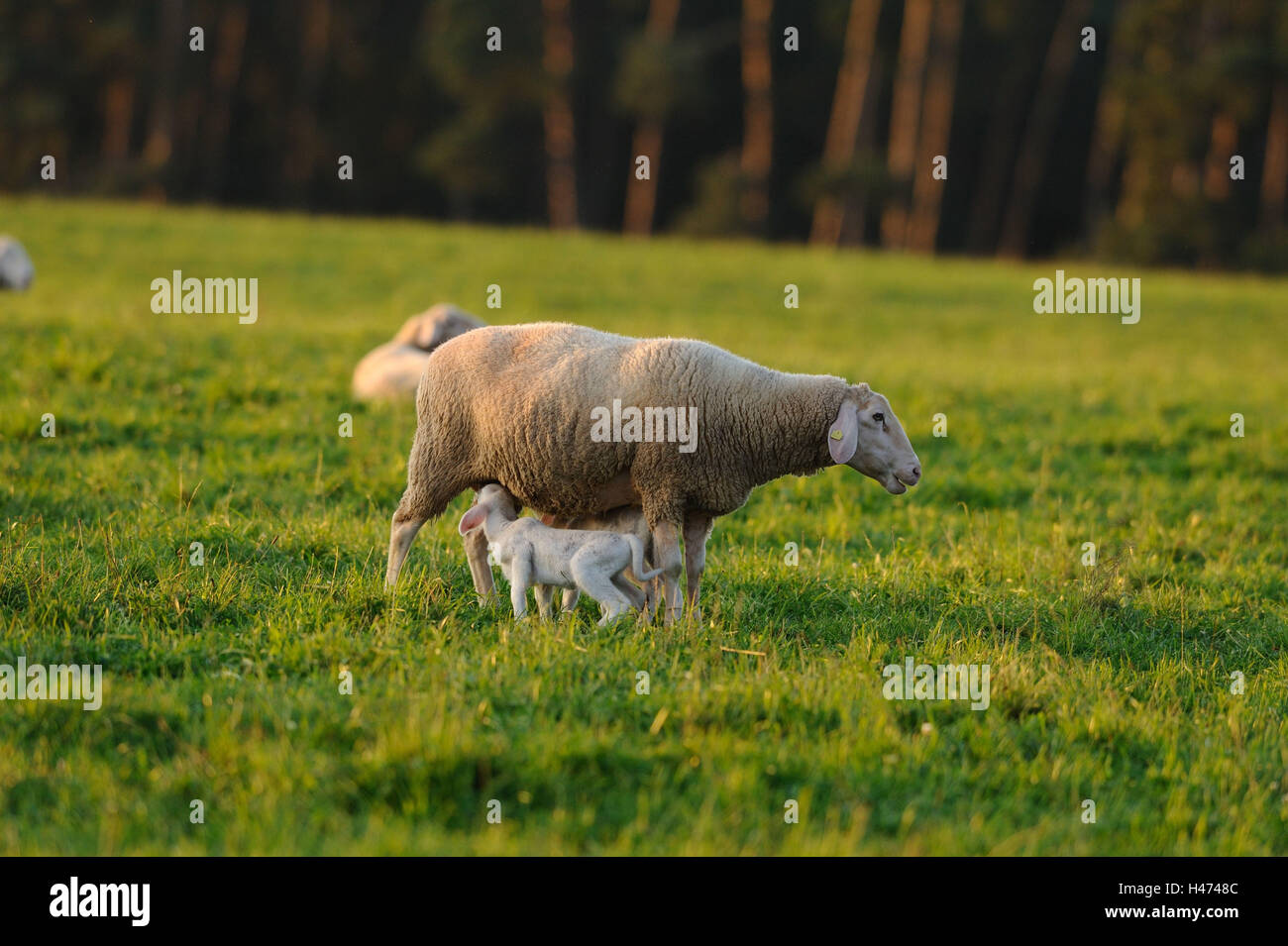 Domestic sheep, Ovis orientalis aries, side view, stand, view in the ...