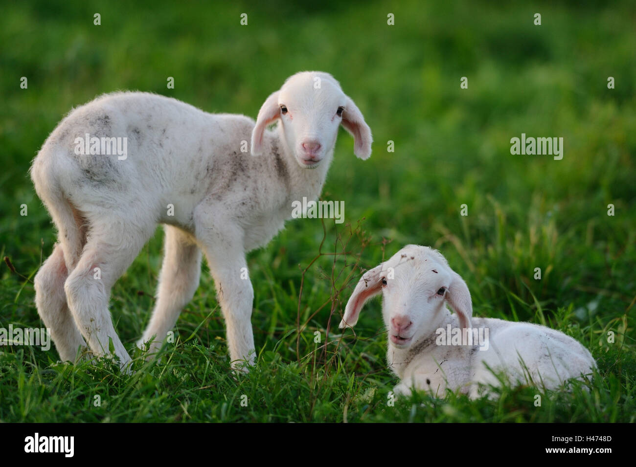 Domestic sheep, Ovis orientalis aries, lambs, side view, stand, view in ...