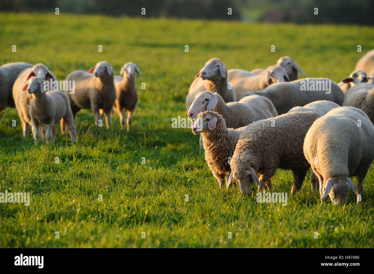 Domestic sheep, Ovis orientalis aries, flock of sheep, side view, stand ...