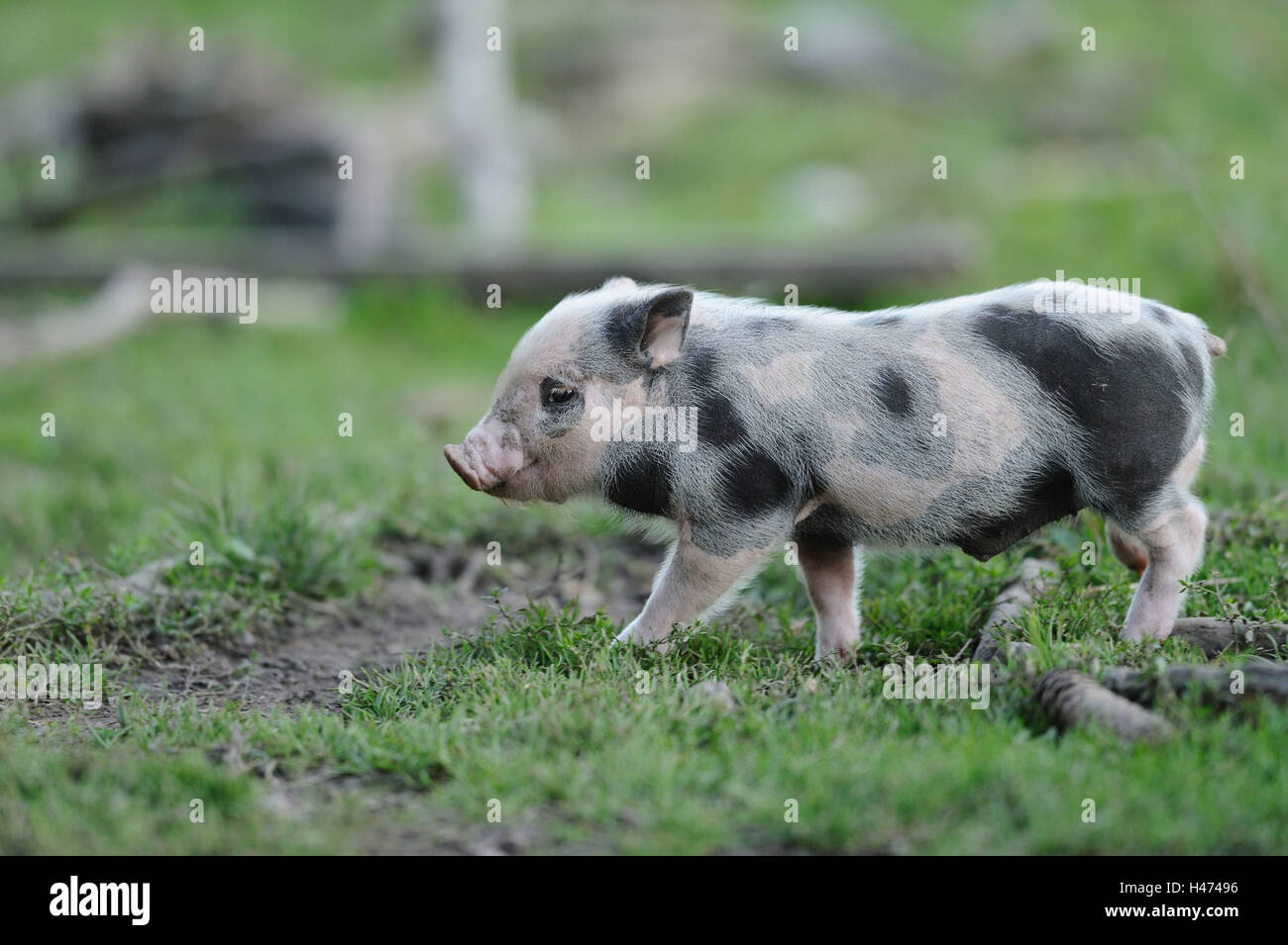 Vietnamese pendulous abdomen pig, piglet, side view, run Stock Photo ...