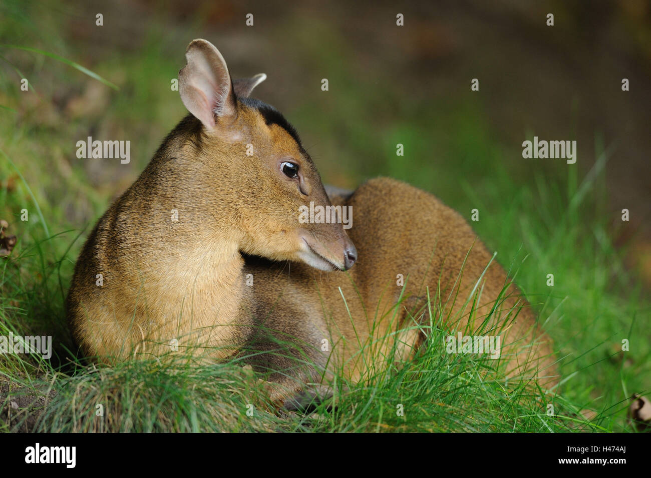 Chinese Muntjak, Muntiacus reevesi, lie, side view Stock Photo - Alamy