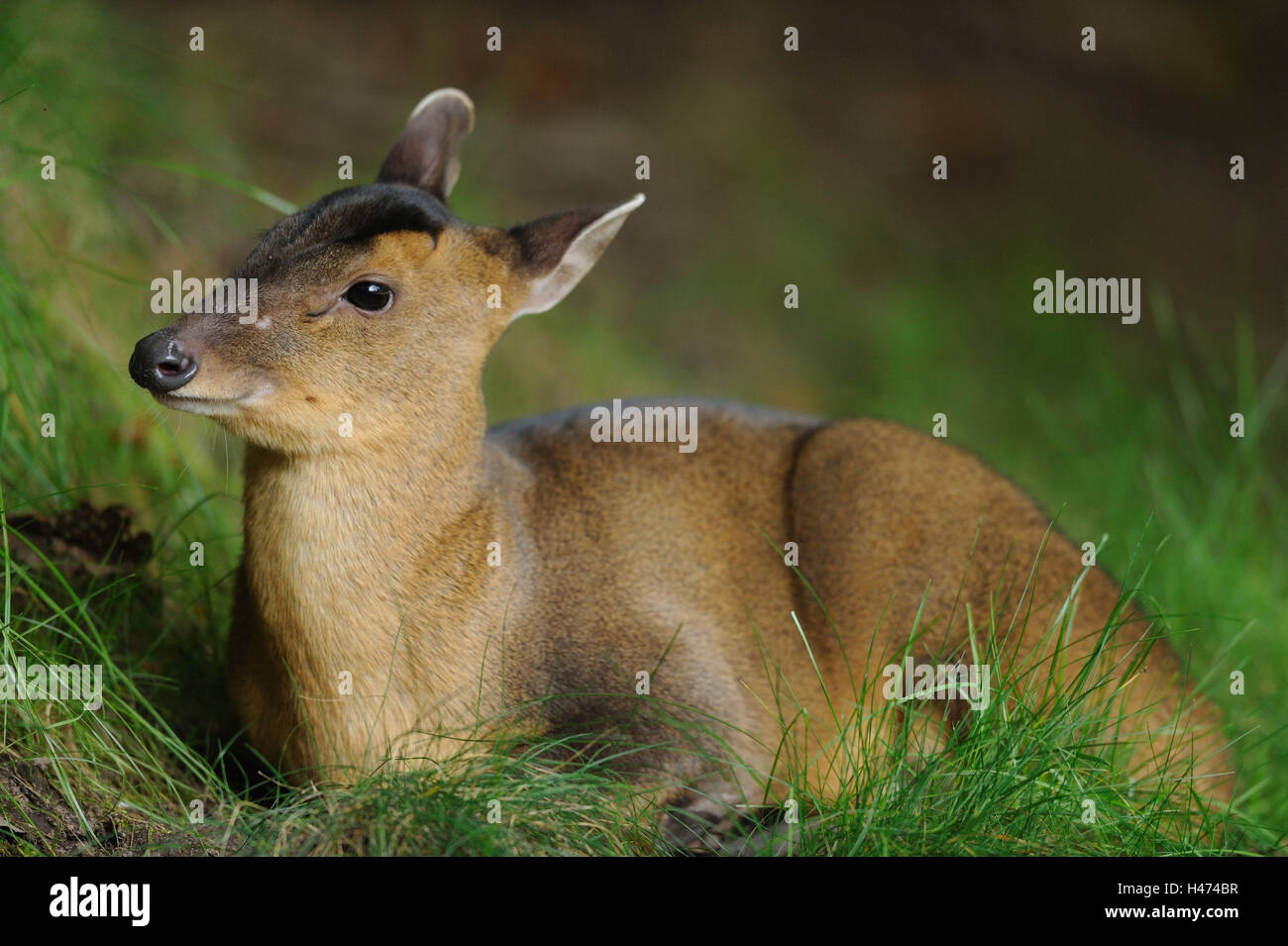 Chinese muntjak hi-res stock photography and images - Alamy