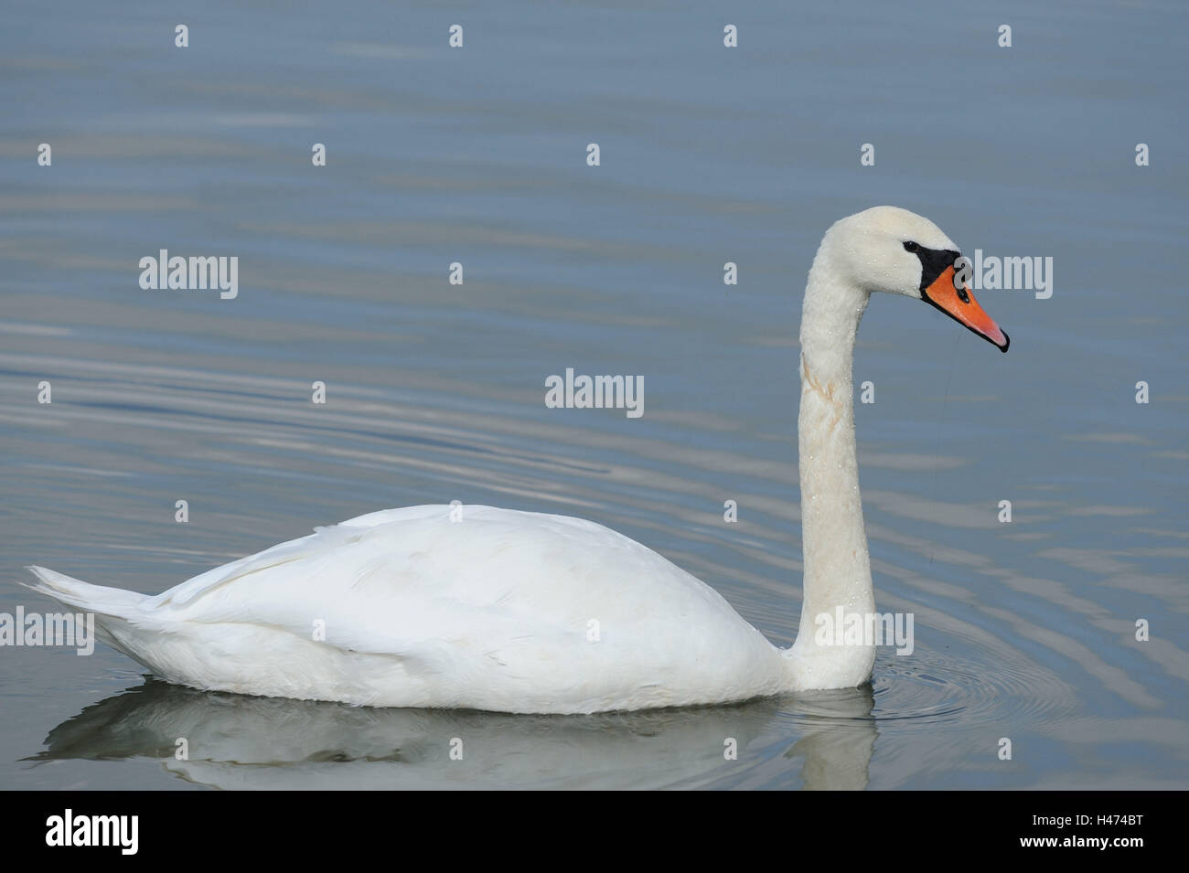 Hump swan, Cygnus olor, side view, swim Stock Photo - Alamy