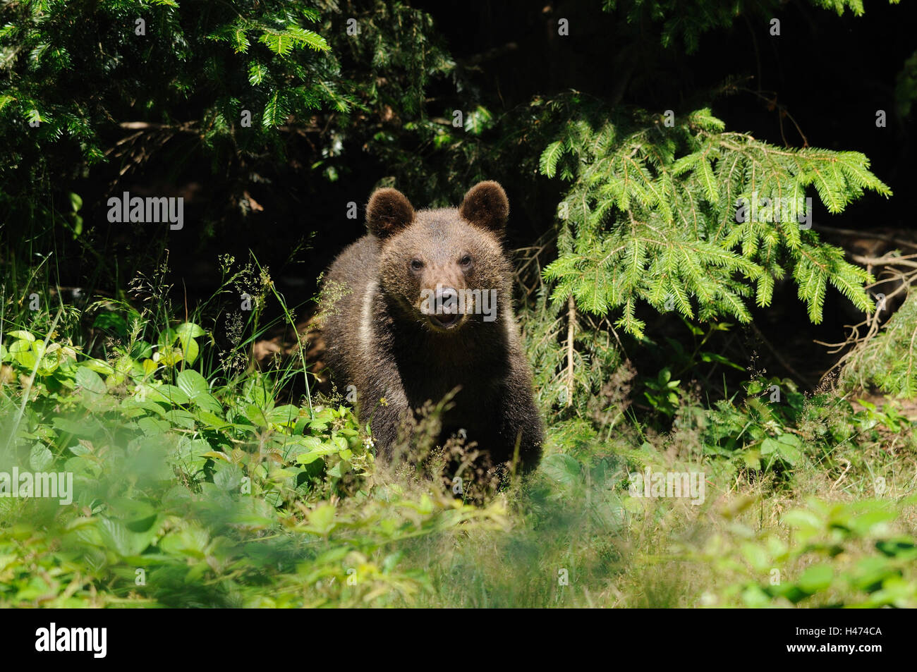Brown bear, Ursus arctos, young animal, head-on, go Stock Photo - Alamy