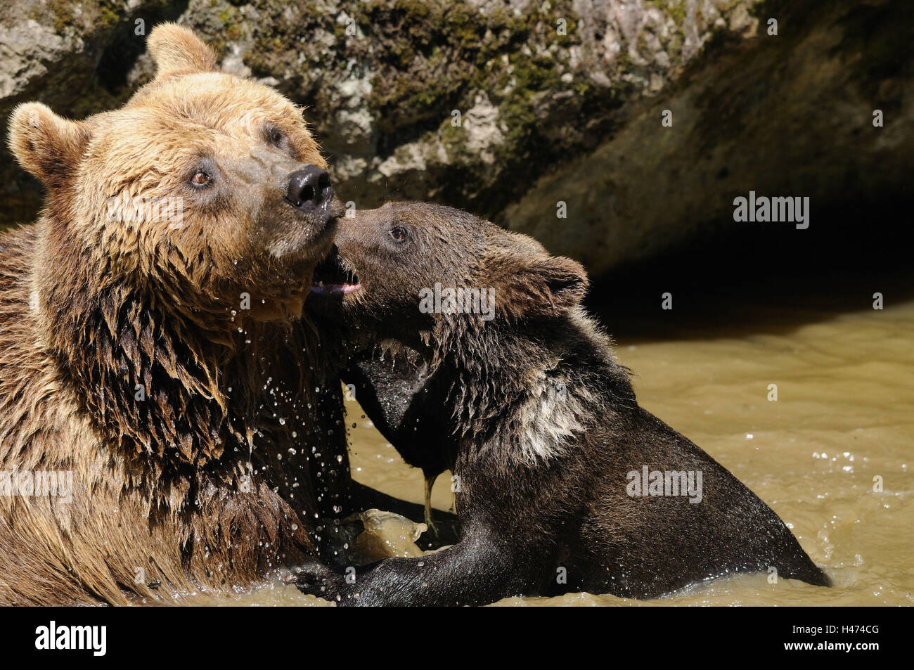 Brown bears, Ursus arctos, nut with young animal, water, side view ...