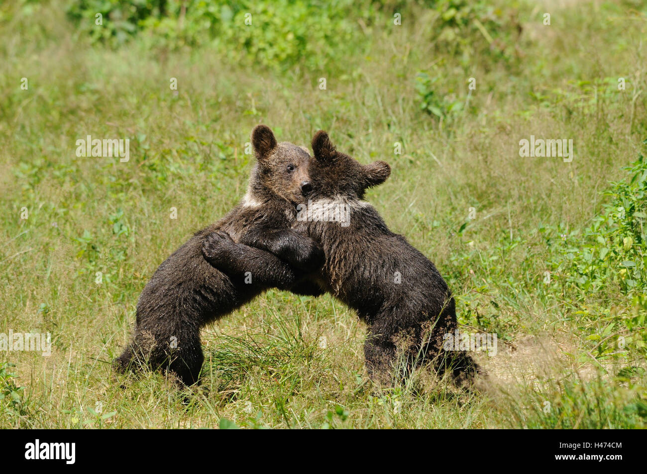 Brown bears, Ursus arctos, young animals, side view, stand, play hind ...
